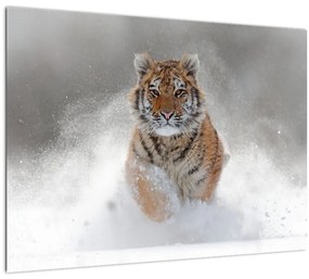Skleněný obraz běžícího tygra ve sněhu (70x50 cm)