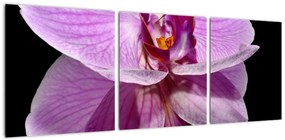 Obraz - orchidej