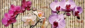 Fototapeta na linku Orchid 180 x 60 cm KI180-026