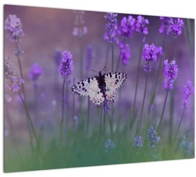 Skleněný obraz - Motýl v levandulích (70x50 cm)