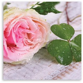 Obraz na plátně, Růžová růže Květina Příroda - 60x60 cm