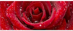 Vliesová fototapeta Červená růže 375 x 150 cm panoramatická + lepidlo zdarma / MP-2-0138 vliesové fototapety na zeď DIMEX