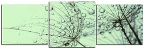 Obraz na plátně - Pampeliška s kapkami vody - panoráma 5203D (150x50 cm)