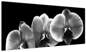 Černobílý obraz - orchidej (100x40cm)