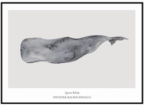 Plakát Sperm Whale A4 (21 x 29,7 cm)