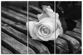 Obraz na plátně - Bílá růže na lavici 1224QB (90x60 cm  )