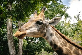 DIMEX | Samolepicí vliesová fototapeta na zeď Žirafa na procházce MA-5-0451 | 375 x 250 cm | zelená, béžová, hnědá