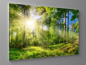 Liox Obraz prosluněný les Rozměr: 150 x 100 cm