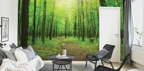 Malvis ® Tapeta Lesní pěšina Vel. (šířka x výška): 360 x 260 cm