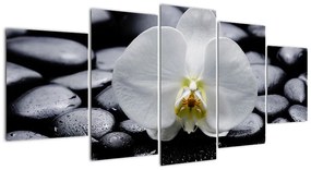 Květ orchideje - obraz