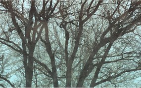Komar Vliesová fototapeta Whispering Woods 400 x 250 cm