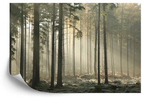 Fototapeta Lesní Stromy Mlha Omyvatelný vlies 180x120