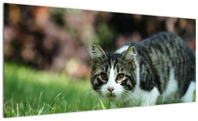 Obraz kočky (100x40cm)