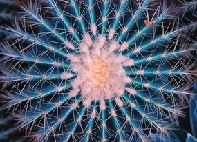 Malvis Tapeta Kaktus Vel. (šířka x výška): 504 x 310 cm