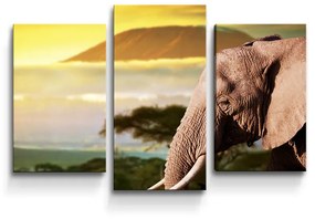 Sablio Obraz - 3-dílný Slon z profilu - 75x50 cm