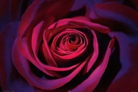 Plakát - Tmavě fialová růže