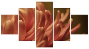 Obraz detailu květiny (125x70 cm)