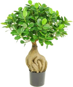 FICUS PANDA BONSAI - umělá rostlina, 45 cm