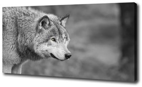 Wallmuralia Foto obraz canvas Šedý vlk 100x50