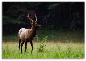 Gario Obraz na plátně Jelen na louce Rozměry: 120 x 80 cm