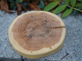 Treesome Dubové kulaté přírodní prkénko 15-20 cm