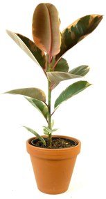 Gardners Pokojová rostlina  Ficus elastica Belize, průměr 12 cm