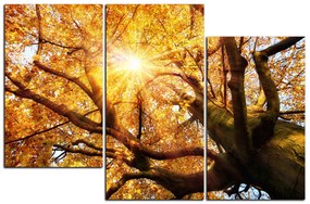 Obraz na plátně - Slunce přes větve stromu 1240D (105x70 cm)