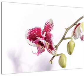 Skleněný obraz květu orchideje (70x50 cm)