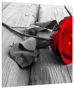 Obraz rudé růže (40x40 cm)