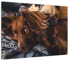 Skleněný obraz ležících psů (70x50 cm)