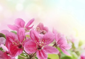 Fototapeta - Květy třešní (245x170 cm)