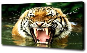 Wallmuralia Foto obraz na plátně Řvoucí tygři 100x50