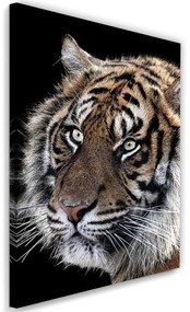 Obraz na plátně Tygr ve volné přírodě - 40x60 cm