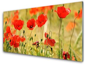akrylový obraz Máky Rostlina Příroda 100x50 cm