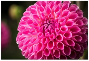 Fototapeta Dahlia Pink 104x70