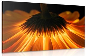 Obraz gerbera na tmavém pozadí Varianta: 60x40