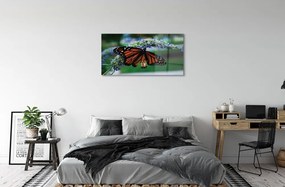 Obraz na skle Motýl na květině 125x50 cm