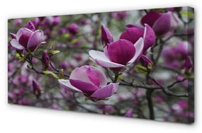 Obrazy na plátně fialové magnolie 100x50 cm