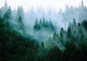 Postershop Fototapeta vliesová: Mlha nad lesem (3) - 254x184 cm