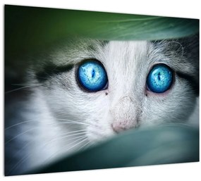 Obraz kočky (70x50 cm)