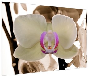 Obraz květů orchideje (100x70 cm)