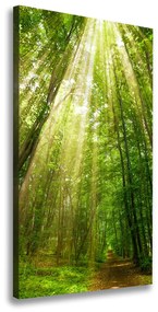Wallmuralia Vertikální Foto obraz na plátně Stezka v lese 50x100