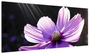 Obraz fialového květu (100x40cm)