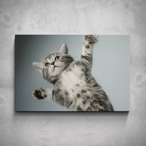 Obraz - Malé kotě - PopyDesign