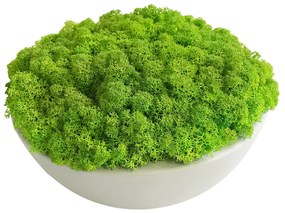 WOODILO Lišejníková dekorace v šedém dřevěném květináči | stabilizovaný sobí mech Barva lišejníku: trávově zelená, Průměr misky: 16 cm