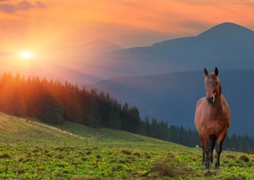 Obraz Kůň Na Pozadí Západu Slunce Nedostatek Nedostatek Plátno Canvas 90x60