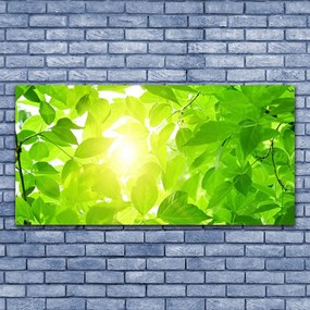 akrylový obraz Listy Příroda Slunce Rostlina 120x60 cm