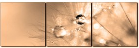 Obraz na plátně - Dandelion z kapkami rosy- panoráma 5262FB (120x40 cm)