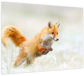 Obraz - Skákající liška (70x50 cm)