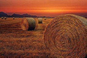 Fototapeta balíky sena